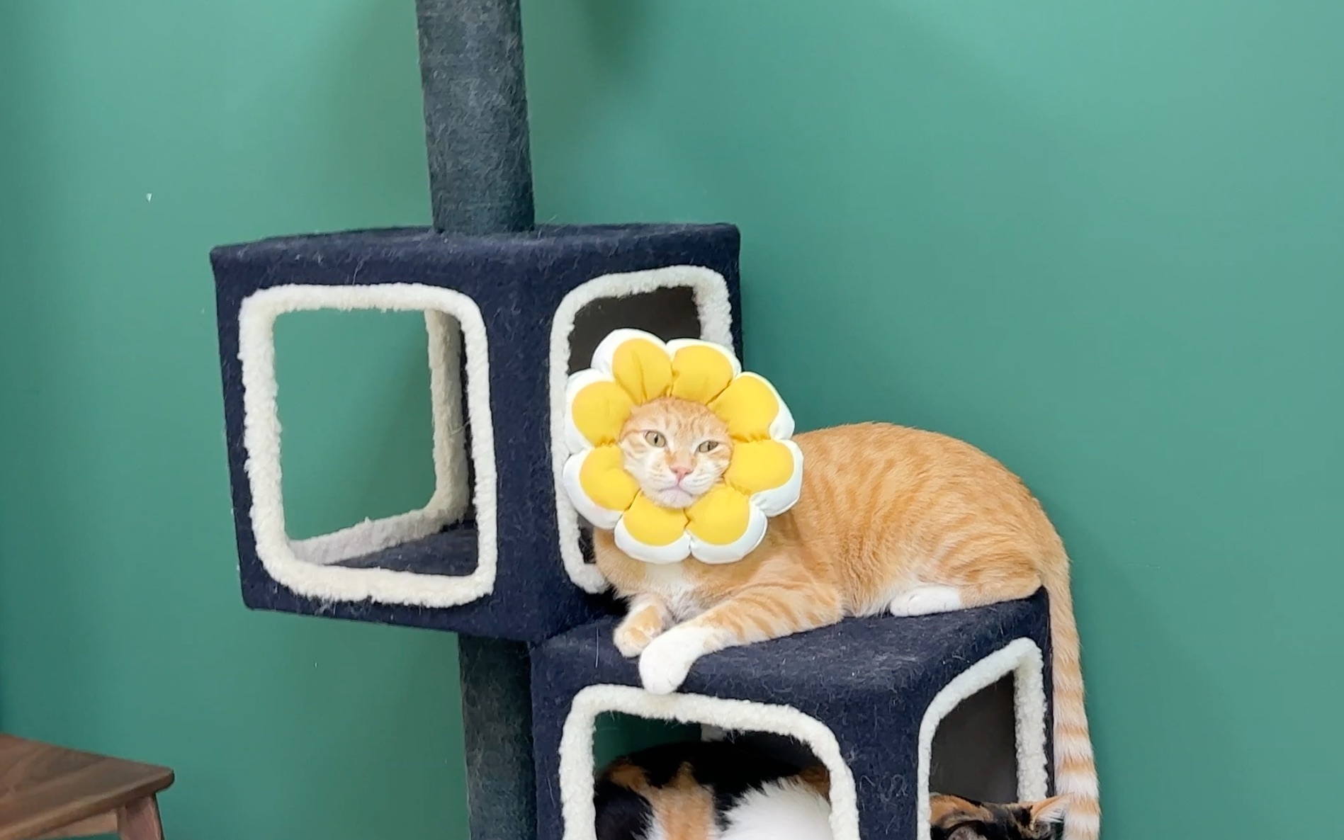 有些小猫咪，生来就是用来衬托同行的吧？？-蛋妈家DMJ-蛋妈家DMJ-哔哩哔哩视频