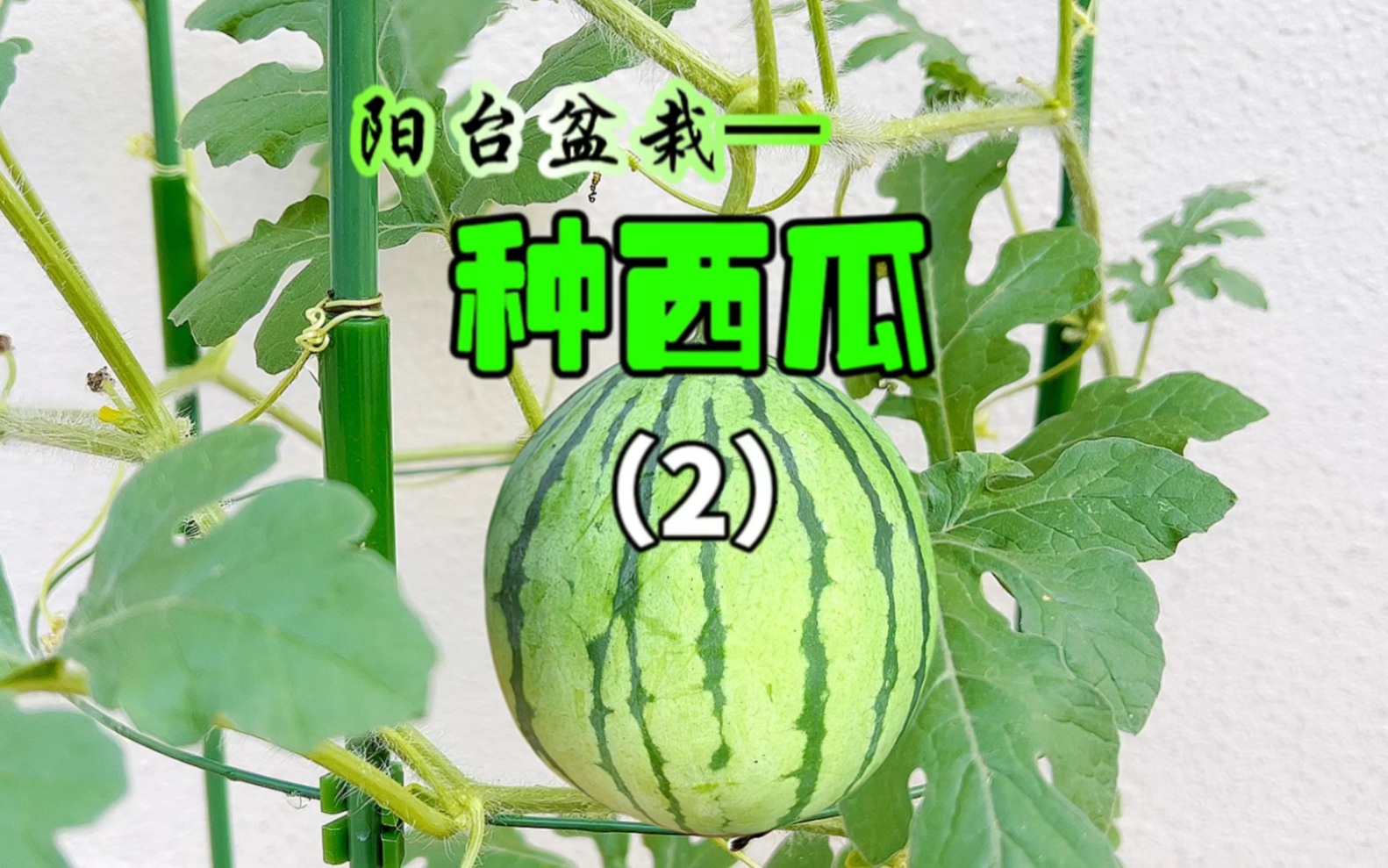 你们要的种西瓜后续来啦。 小野日记 小野日记 哔哩哔哩视频