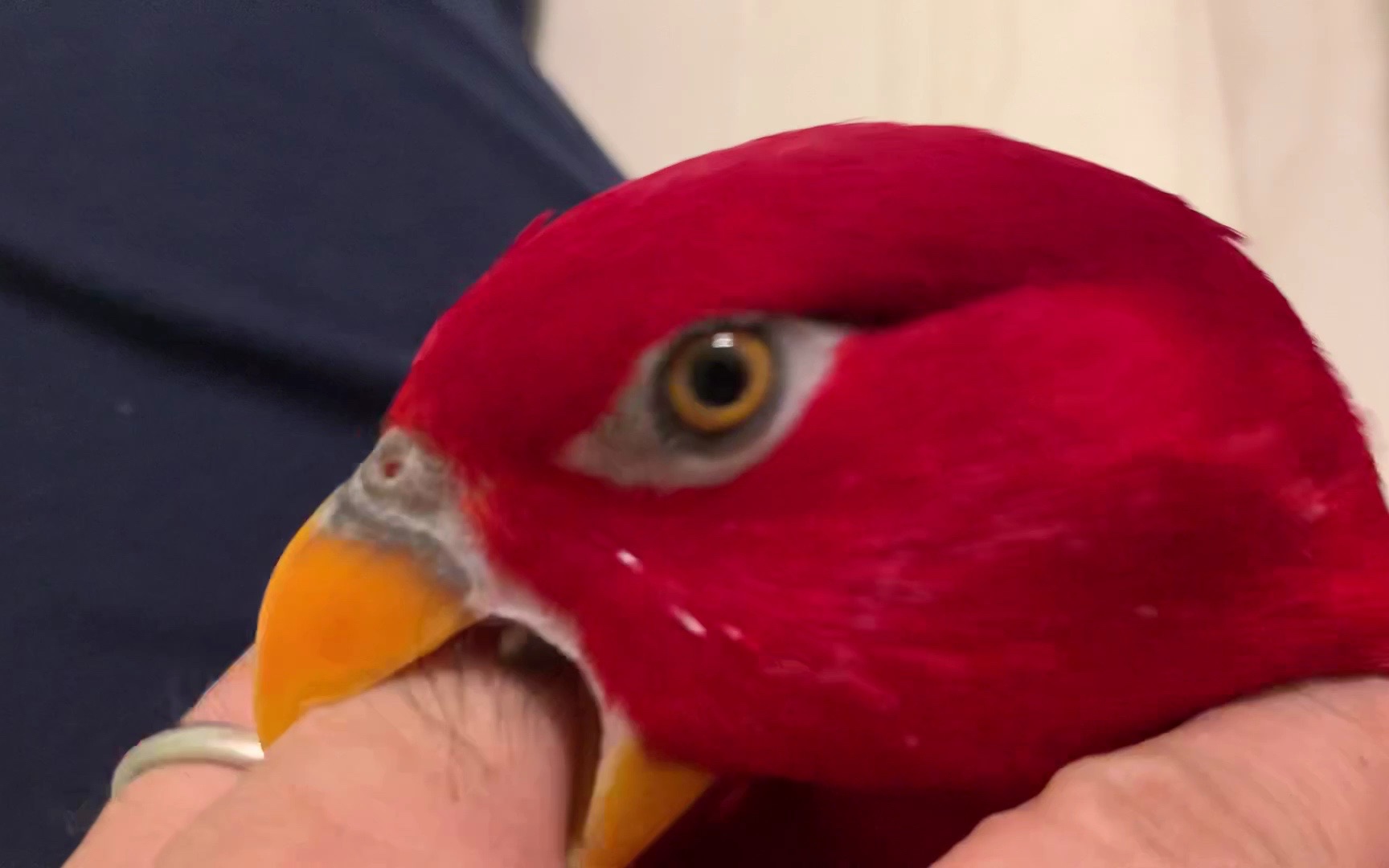 Red birb🍅Today’s wuewuewuewue!-Hideaki_Utsumi-Hideaki_Utsumi-哔哩哔哩视频