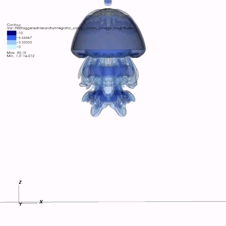 水母运动模拟，三维浸没边界法，IBAMR开源程序_哔哩哔哩_bilibili