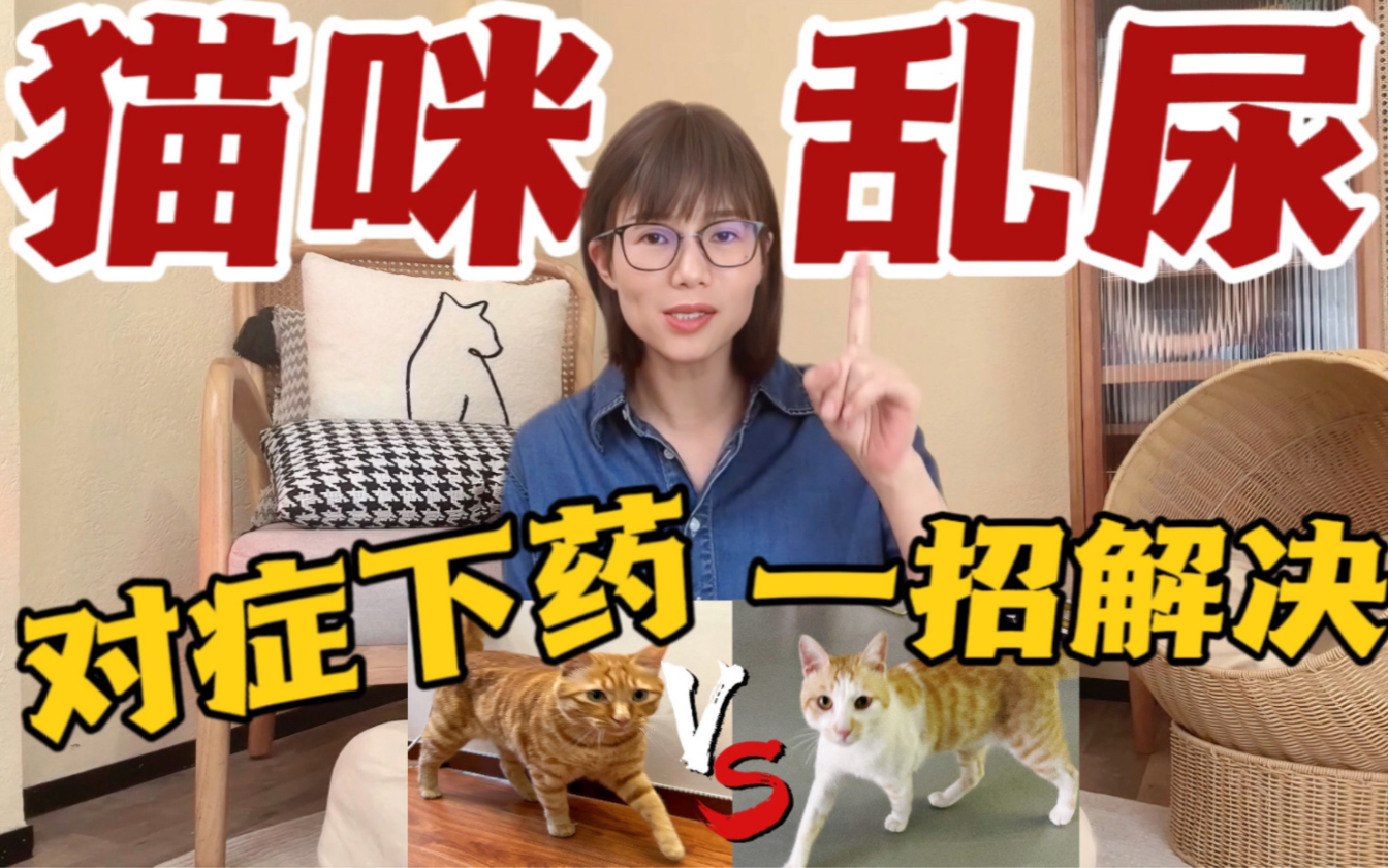 超管用!猫咪乱尿,对症下药,一招根治!保姆级教程!手把手教你解决猫咪乱尿!对症下药,百试百灵! 李多猫umao 李多猫umao 哔哩哔哩视频