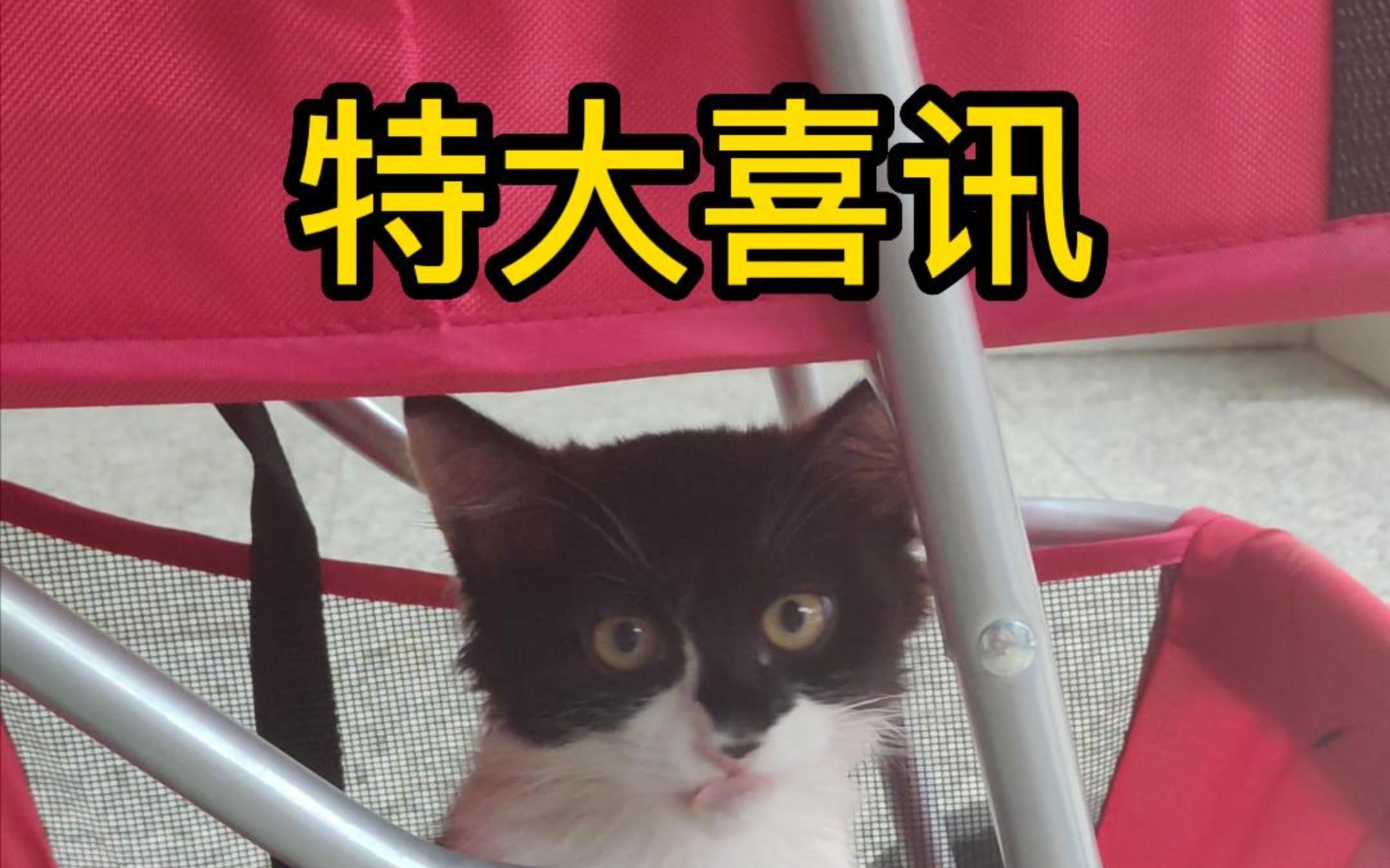 【诱拐小流浪计划】不是幻觉，不是眼花，这次拍到了！vol.007_哔哩哔哩_bilibili