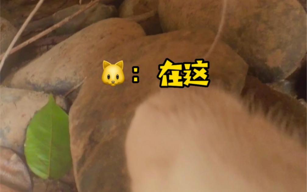 谁能拒绝一只会说话的小猫咪呢 爱逛街的小阿咪 爱逛街的小阿咪 哔哩哔哩视频