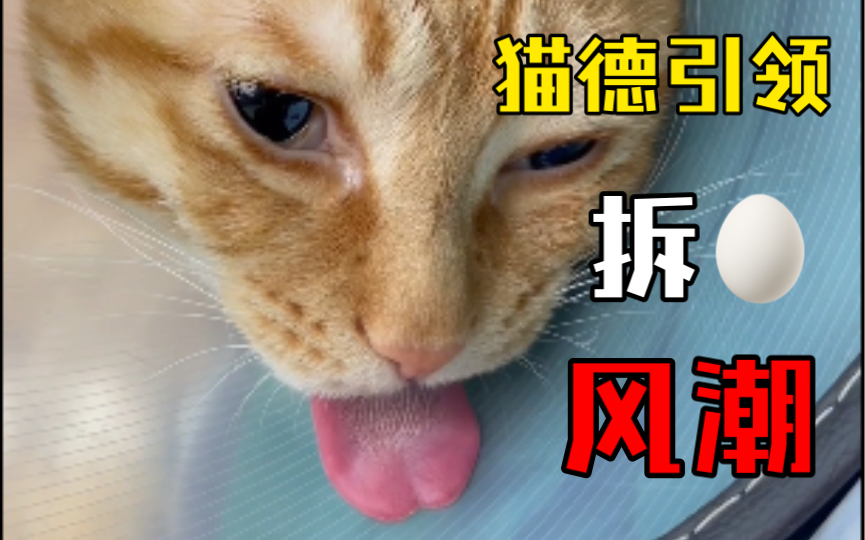 猫德学院 掌握猫猫流行风向标 猫德研究员小杨 猫德研究员小杨 哔哩哔哩视频
