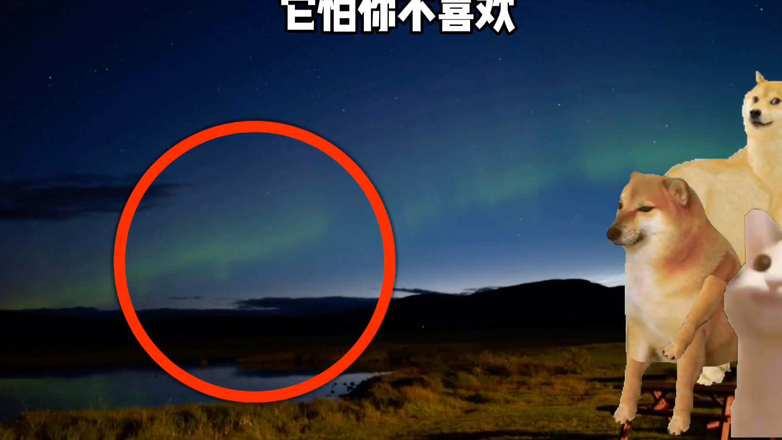 cheems希望和你做朋友-cheems快樂-cheems快樂-哔哩哔哩视频