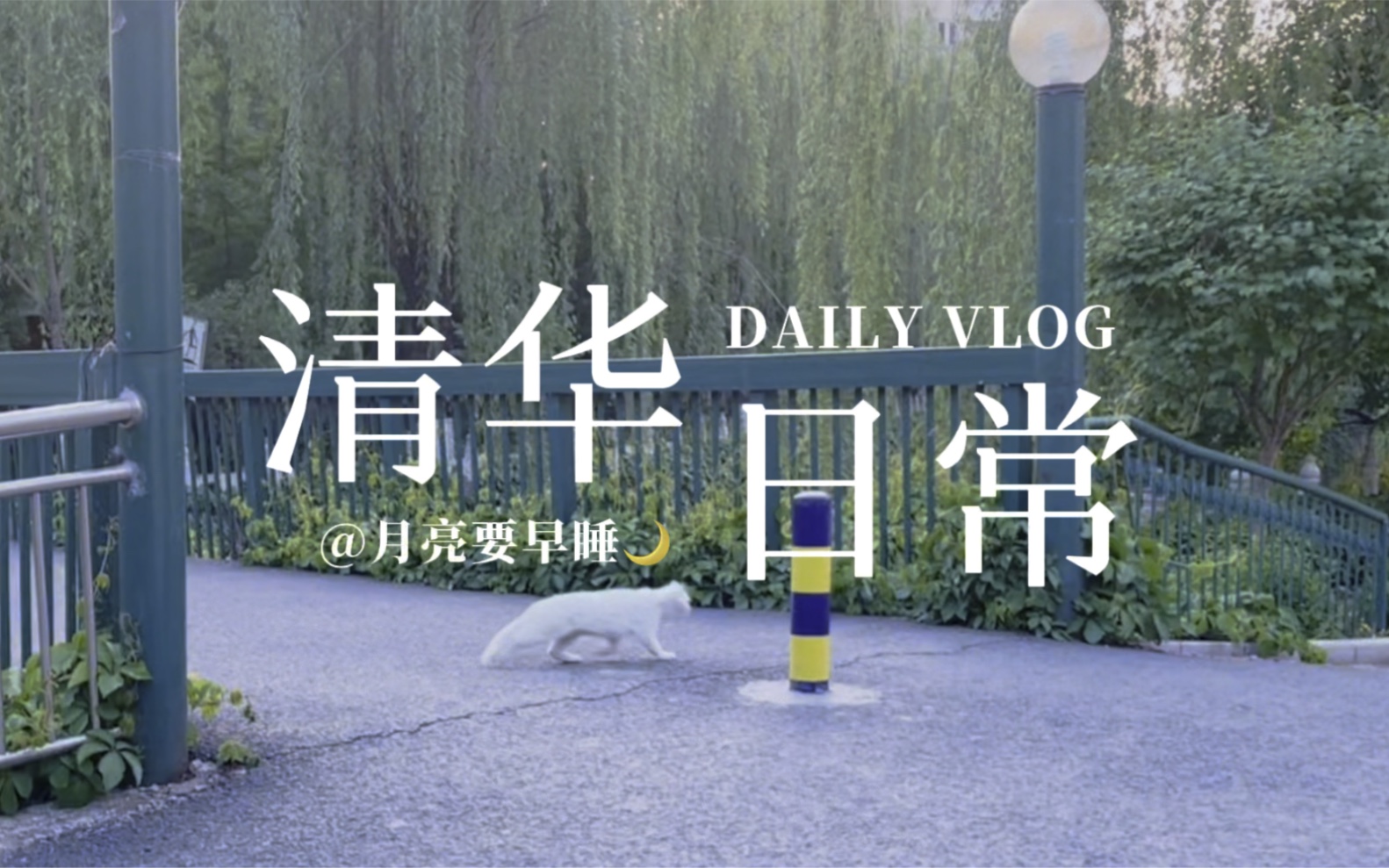 清华vlog 封校了找点乐子 艺术博物馆 遇到猫猫啦 月亮要早睡oo 月亮要早睡oo 哔哩哔哩视频