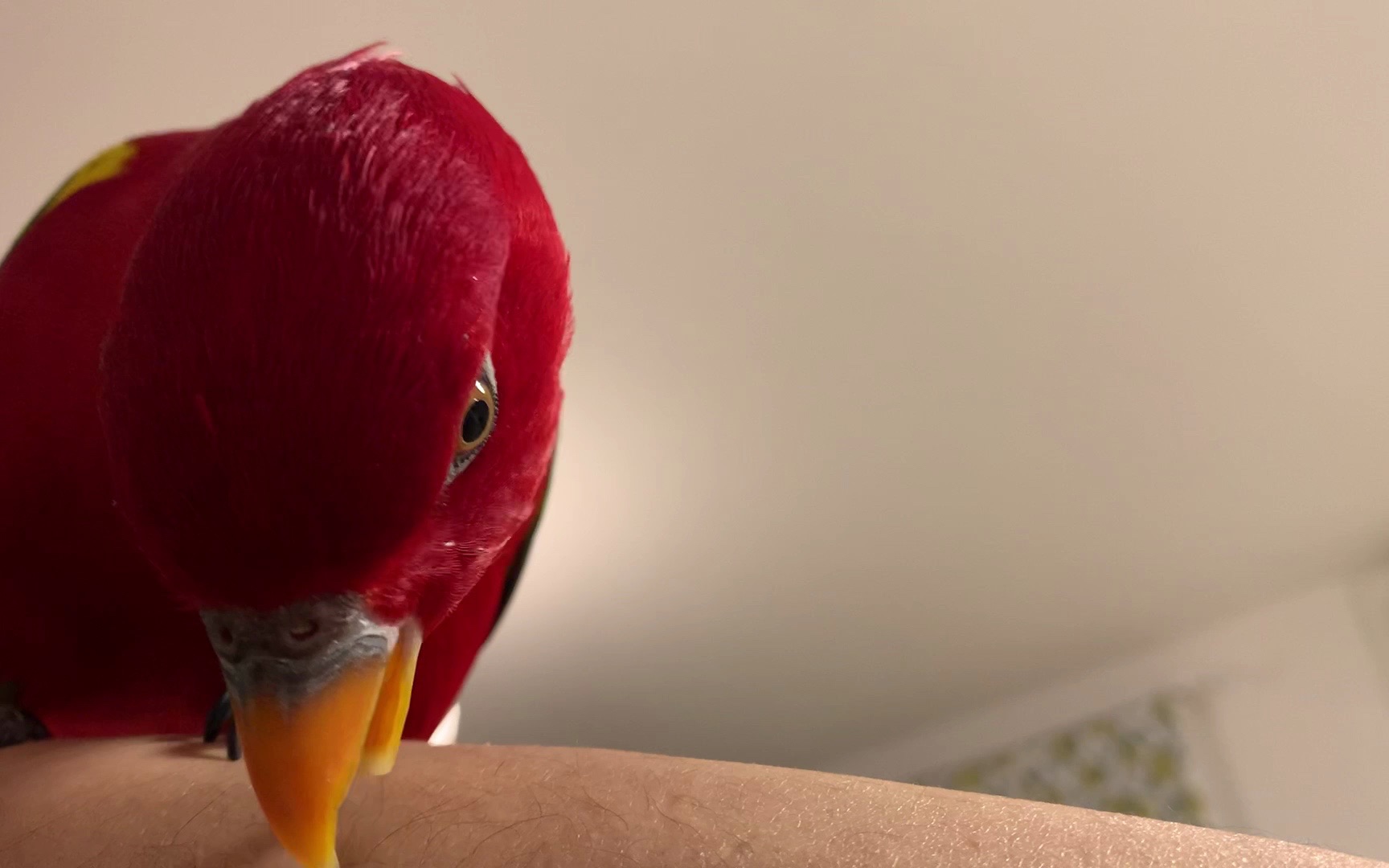 Red birb🍅lick-licking monster-Hideaki_Utsumi-Hideaki_Utsumi-哔哩哔哩视频