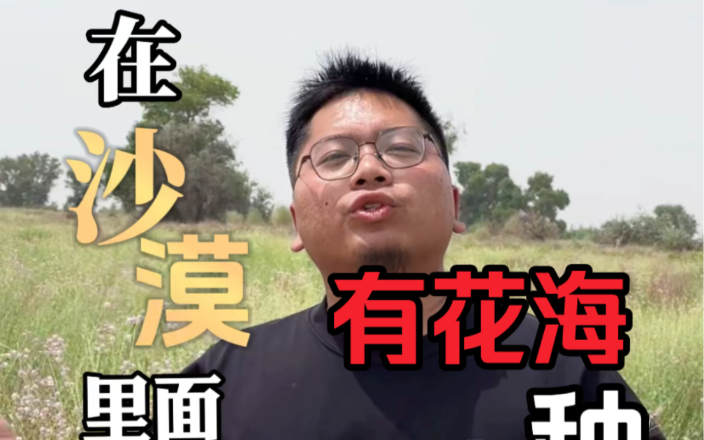 在沙漠里面竟然有十万亩的花海？！ 疆域阿力木 疆域阿力木 哔哩哔哩视频