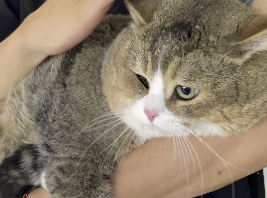 感觉好像是成全了他俩..-Caesar-Cat-Caesar-Cat-哔哩哔哩视频