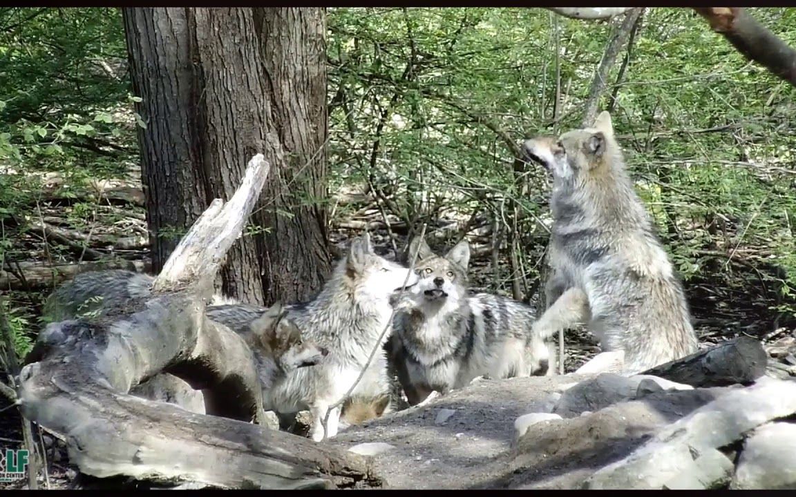 谁能扯下它，谁就是老大！-野狼保护中心-野狼保护中心-哔哩哔哩视频