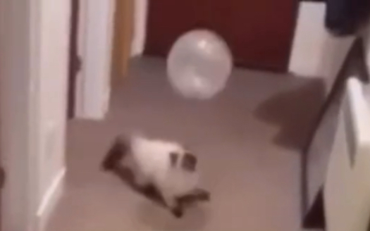 Playing Balloon Cat-_長門有希_-_長門有希_-哔哩哔哩视频