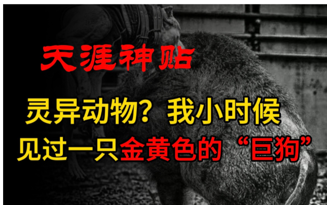 【天涯神贴】我小时候见过一只全身金黄色的 巨狗”！ 小坤坤怪谈 小坤坤怪谈 哔哩哔哩视频