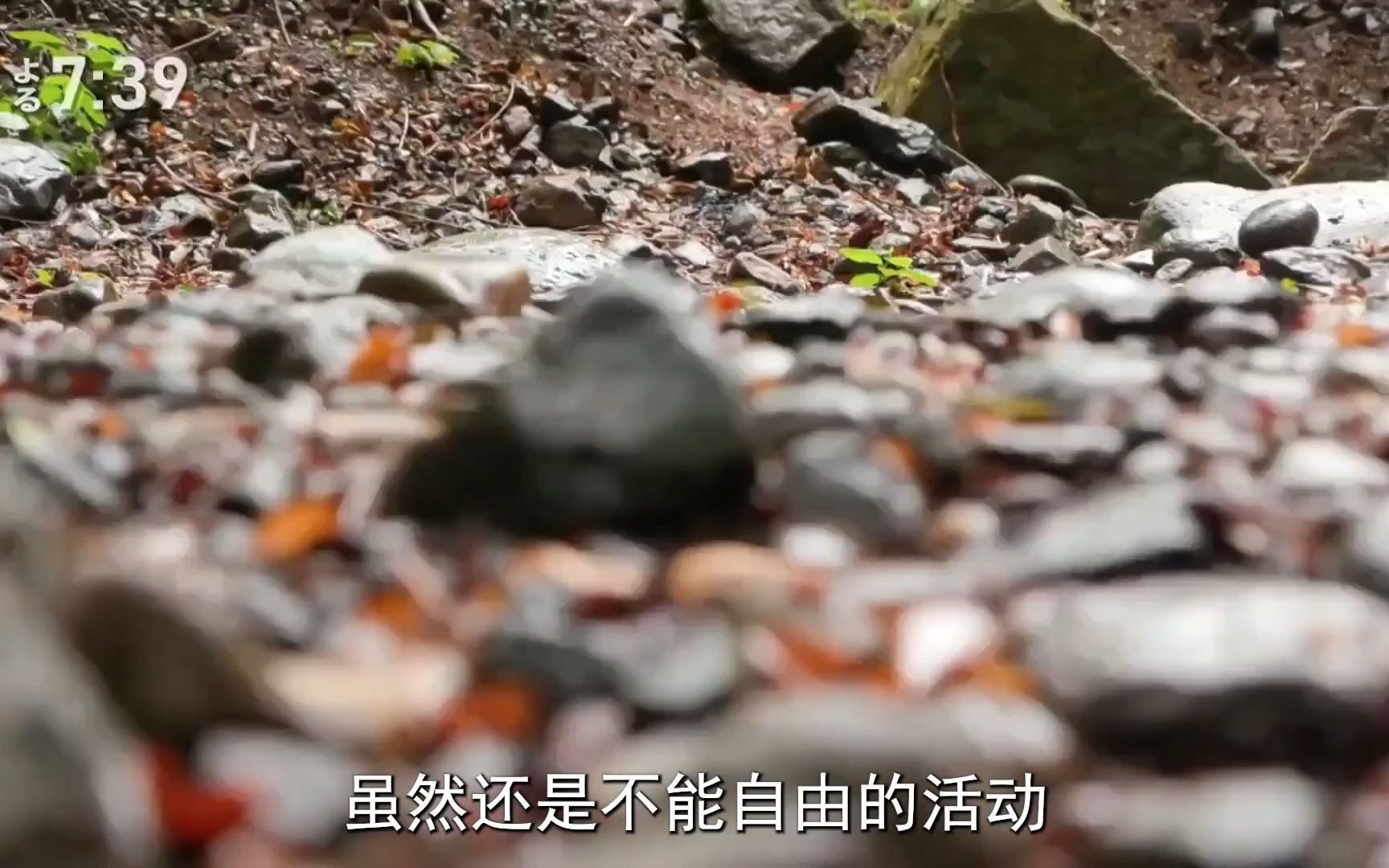 【yslx Sub】giga特摄剧 [怪兽战队兽凯撒][ep01]日语中字