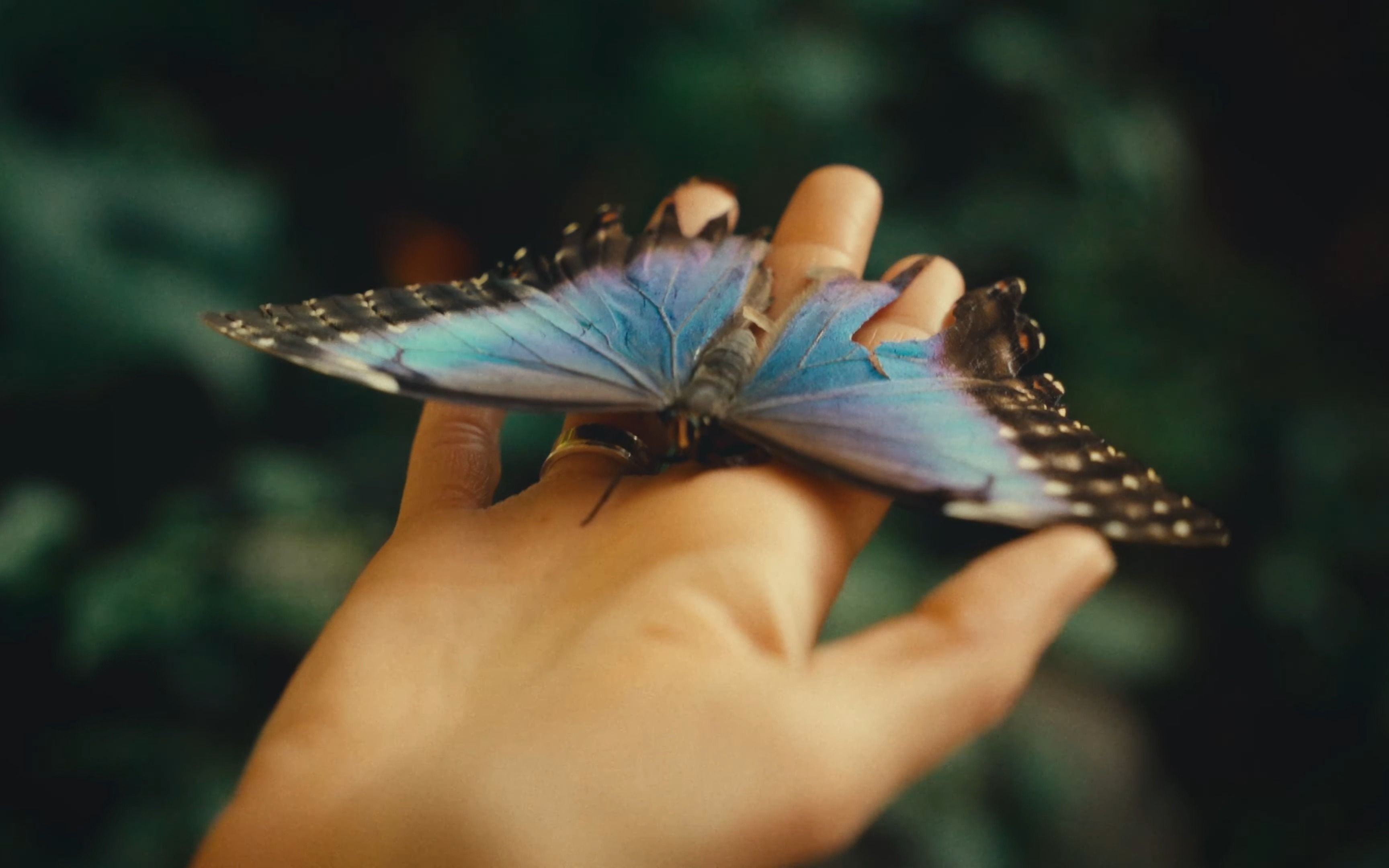 胶片模拟｜低空飞行的美丽蝴蝶 | 索尼 Sony A1 | Film Emulation-大琳的音乐小岛-摄影-哔哩哔哩视频