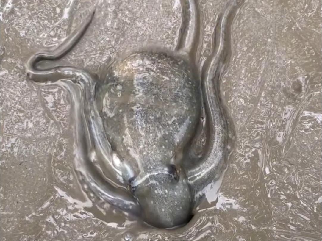 为什么章鱼看起来很邪恶-机械瑞克-机械瑞克-哔哩哔哩视频