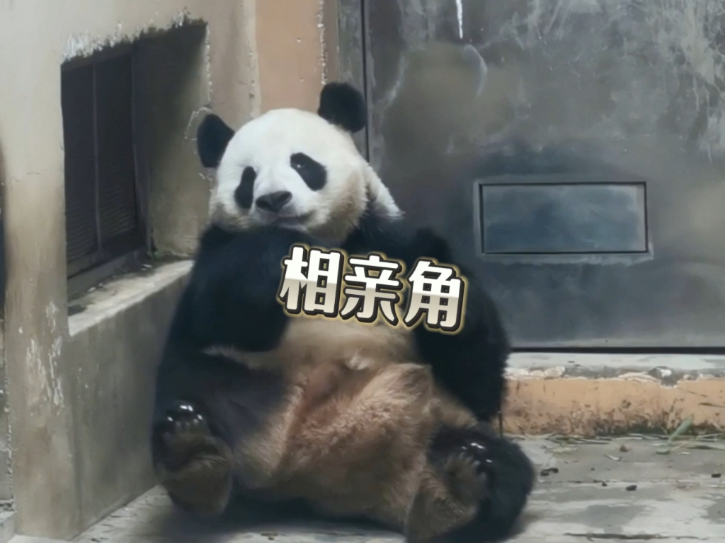 好久不见！！！相亲角回来啦！-W47-可爱者甚凡-W47-可爱者甚凡-哔哩哔哩视频