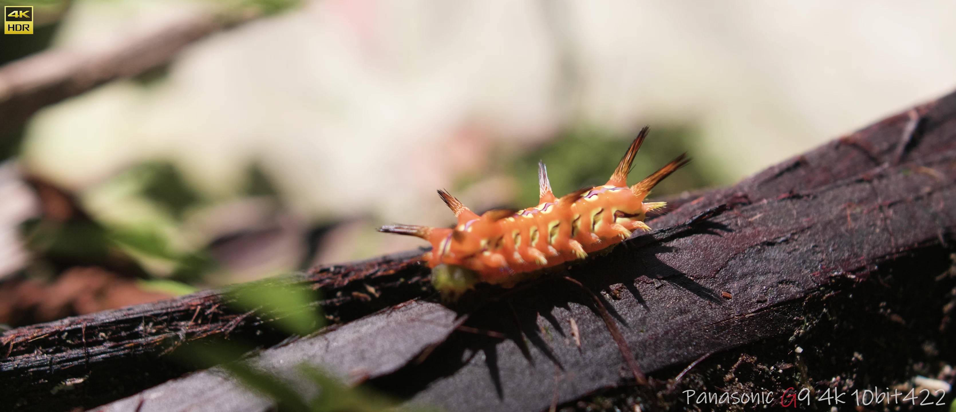 松下G9 10bitVlogL 测试样片_哔哩哔哩_bilibili