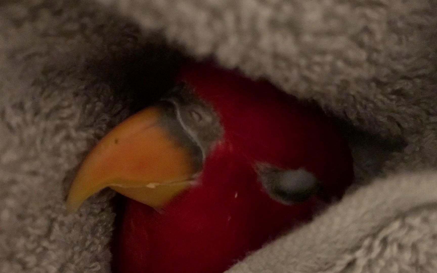 Red birb🍅injection-Hideaki_Utsumi-Hideaki_Utsumi-哔哩哔哩视频