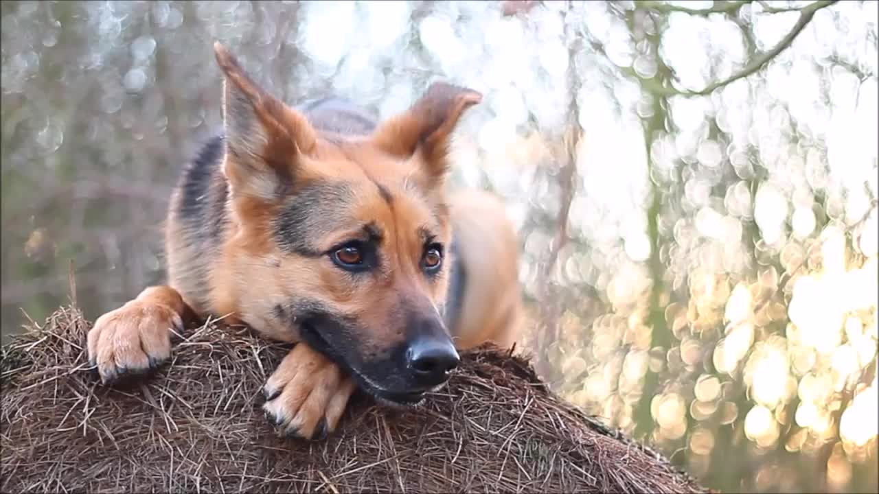 最聪明的德牧三岁生日纪念DOG TRICKS BY GERMAN SHEPHERD BRITNEY - 3 YEARS !_哔哩哔哩_bilibili