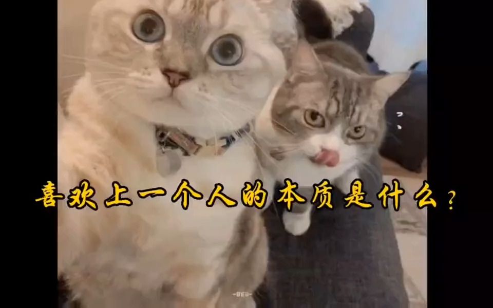 喜欢上一个人的本质是什么？ 今日话题君 今日话题君 哔哩哔哩视频