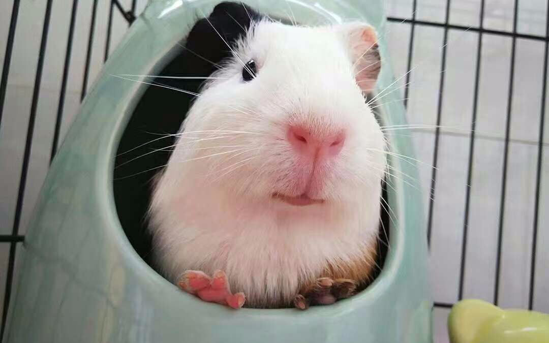 我家的荷兰猪哔哩哔哩bilibili