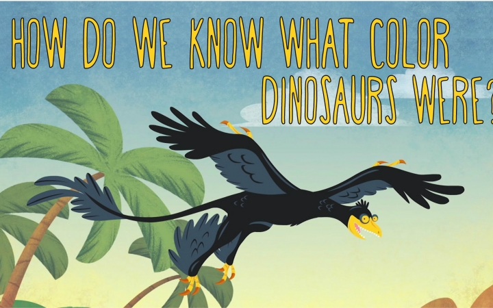 【TED-Ed】如何确定恐龙身上的颜色 @柚子木字幕组_哔哩哔哩 (゜-゜)つロ 干杯~-bilibili