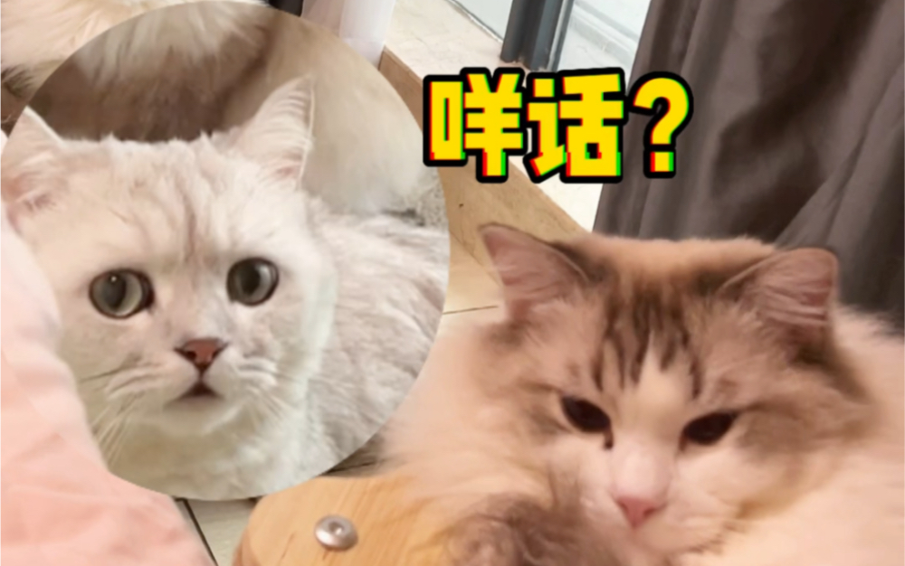 妈妈不在家的第一天 迷你猫张嘟嘟 迷你猫张嘟嘟 哔哩哔哩视频