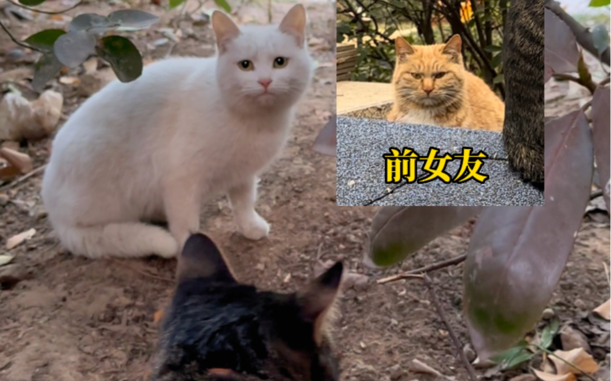 咬我一口的新女朋友真好看!! 小锋小志的猫咪小院 小锋小志的猫咪小院 哔哩哔哩视频