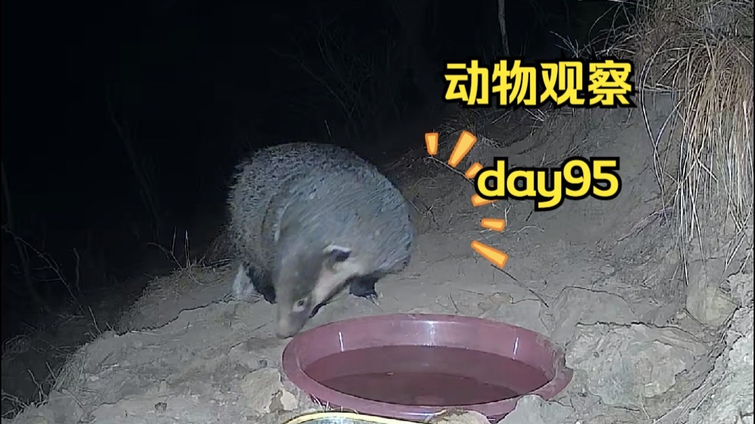 Day95 | 在山上建一个水源，让动物们喝上水。-动物攒点劲儿-动物攒点劲儿-哔哩哔哩视频