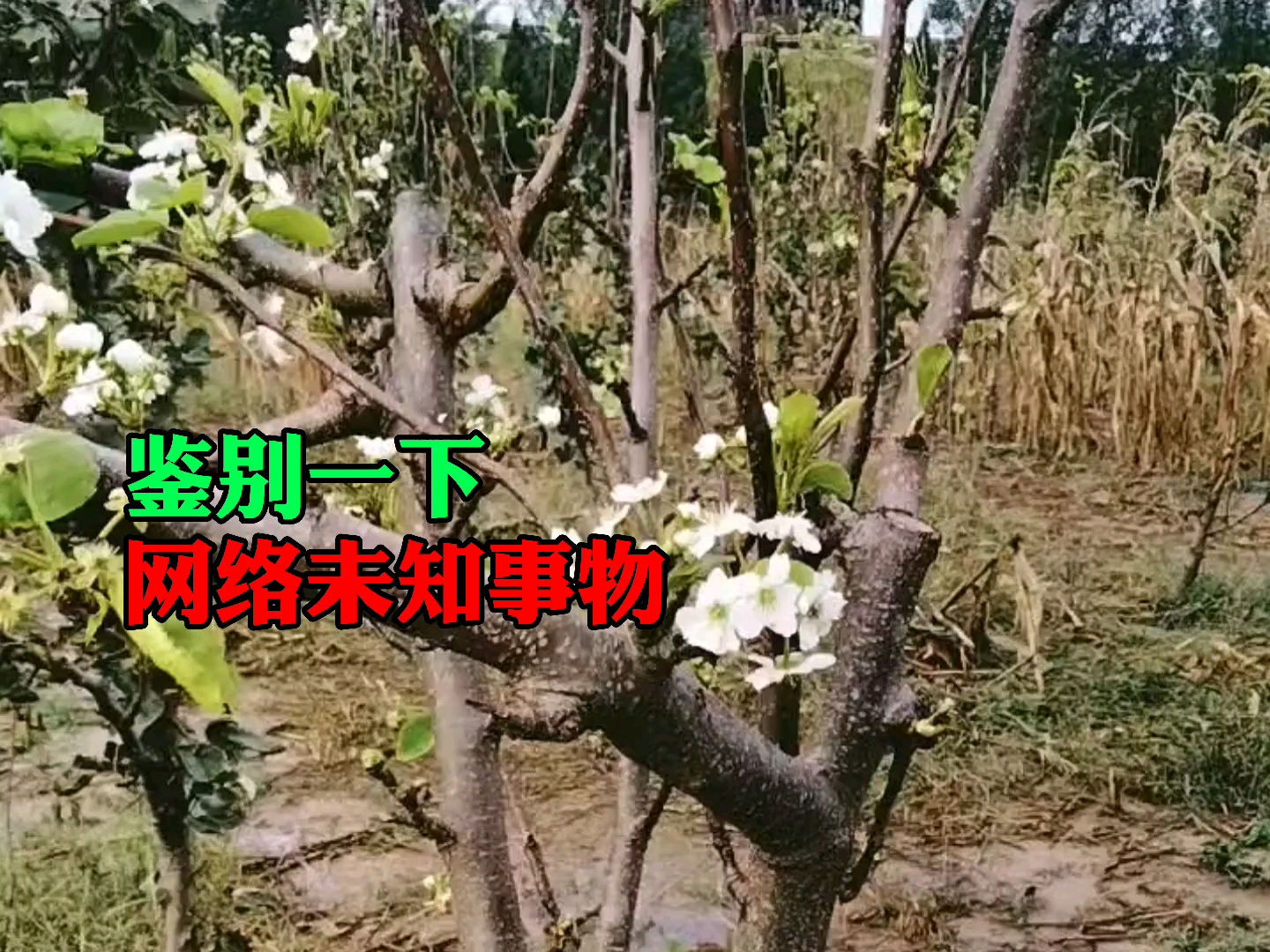 鉴别网络未知事物210：3种你可能见过，但不知道是什么的奇怪物体-无穷小勺子-无穷小勺子-哔哩哔哩视频