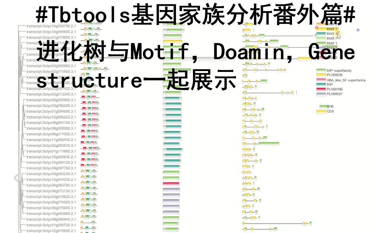 #Tbtools基因家族分析番外篇#进化树与Motif，Doamin，Gene structure一起展示_哔哩哔哩_bilibili