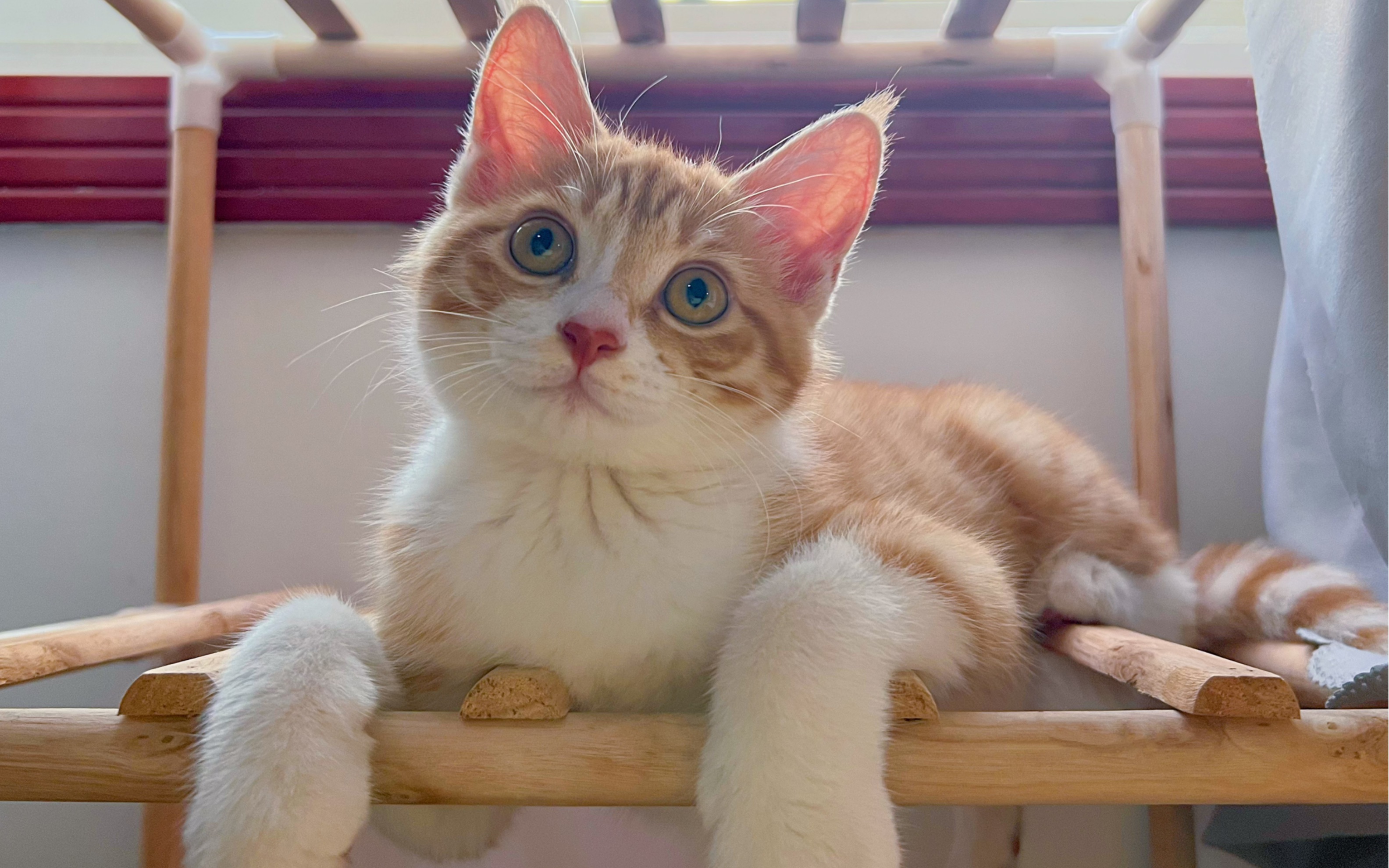 今日份营业（喵）歪头 杀我-梦想是当园长啊-梦想是当园长啊-哔哩哔哩视频