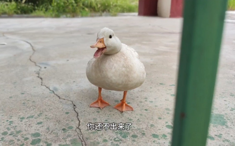 村里人都要认识这只柯尔鸭了，不孵蛋到处飞满村溜达！ Mk的鹦鹉 Mk的鹦鹉 哔哩哔哩视频