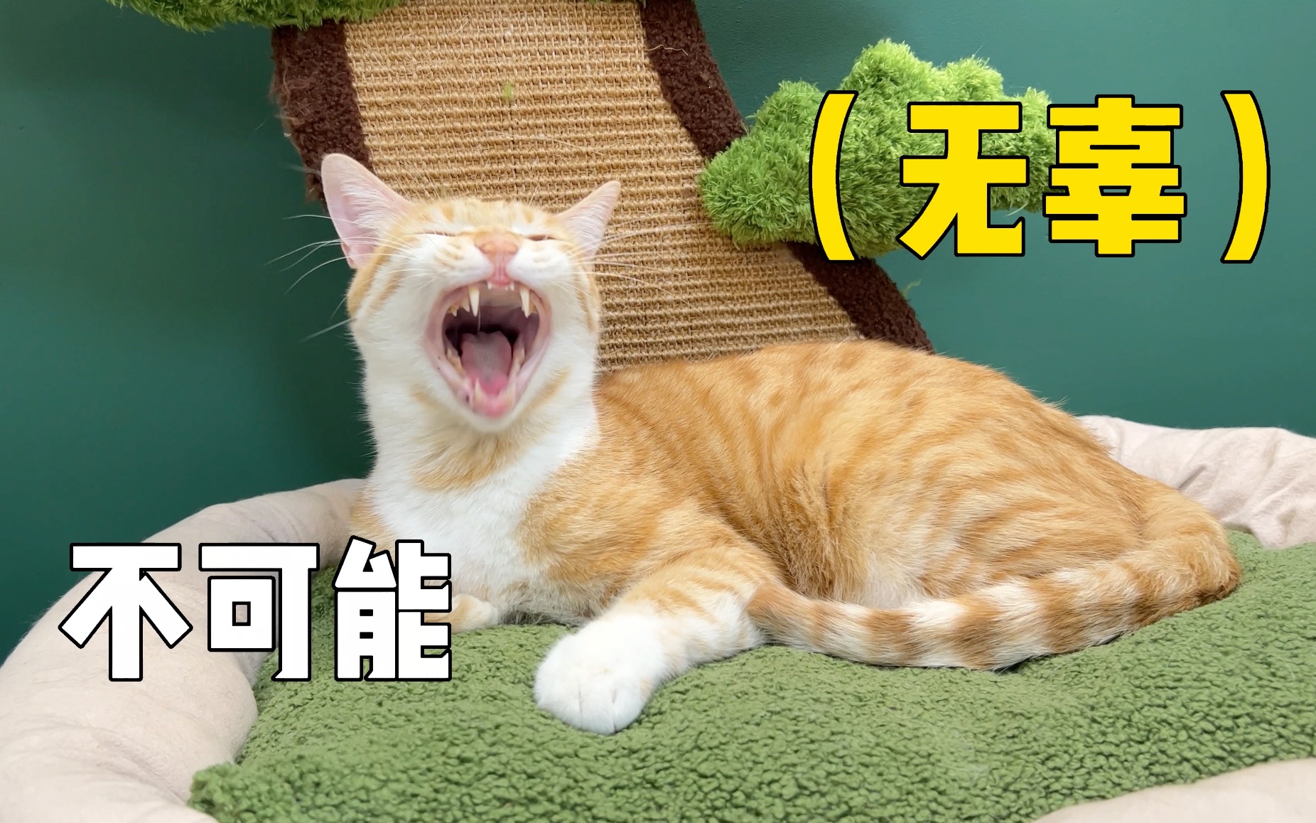 事出反常必有妖！！-蛋妈家DMJ-蛋妈家DMJ-哔哩哔哩视频