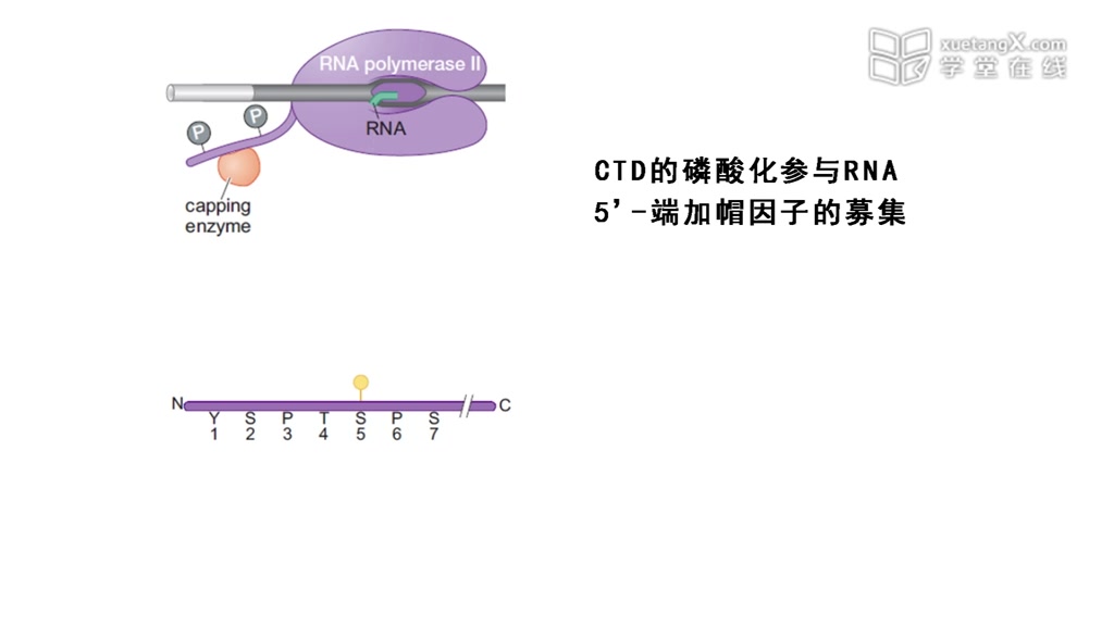【分子生物学】mRNA转录后加工_哔哩哔哩_bilibili