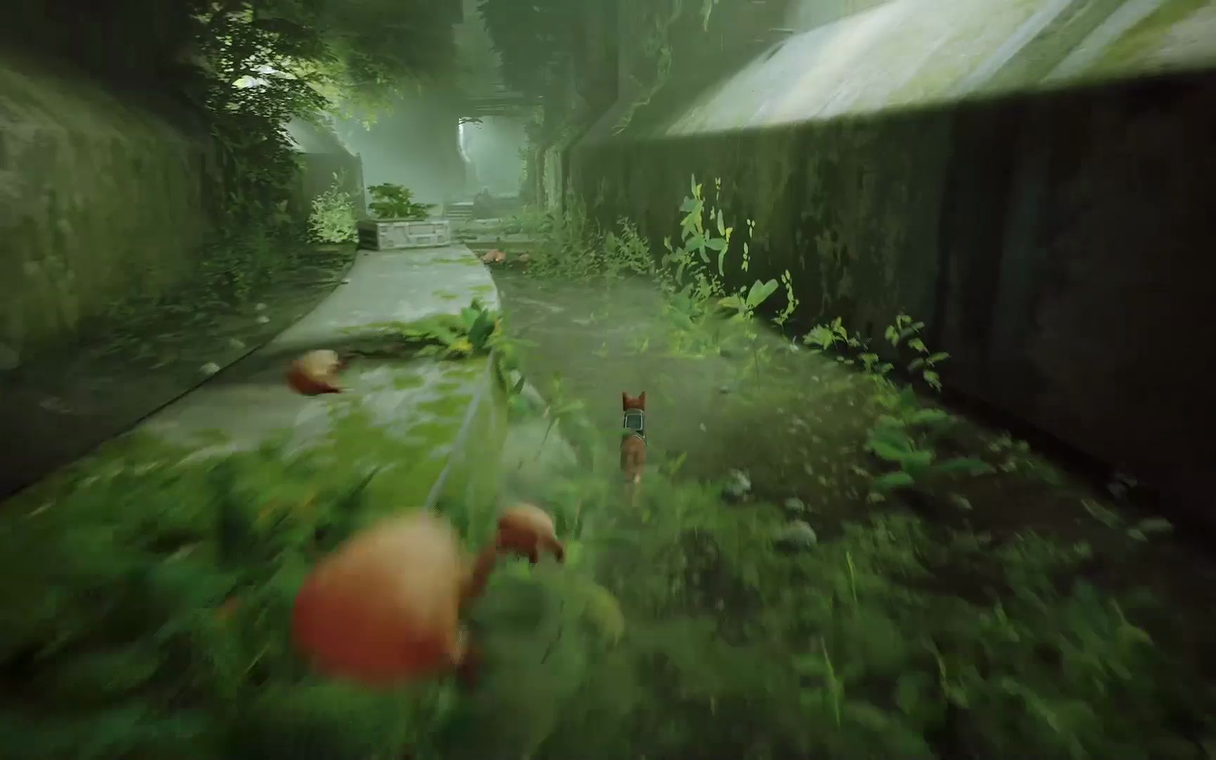 Stray 迷失 猫猫模拟器 P5直播实况剪辑_哔哩哔哩_bilibili