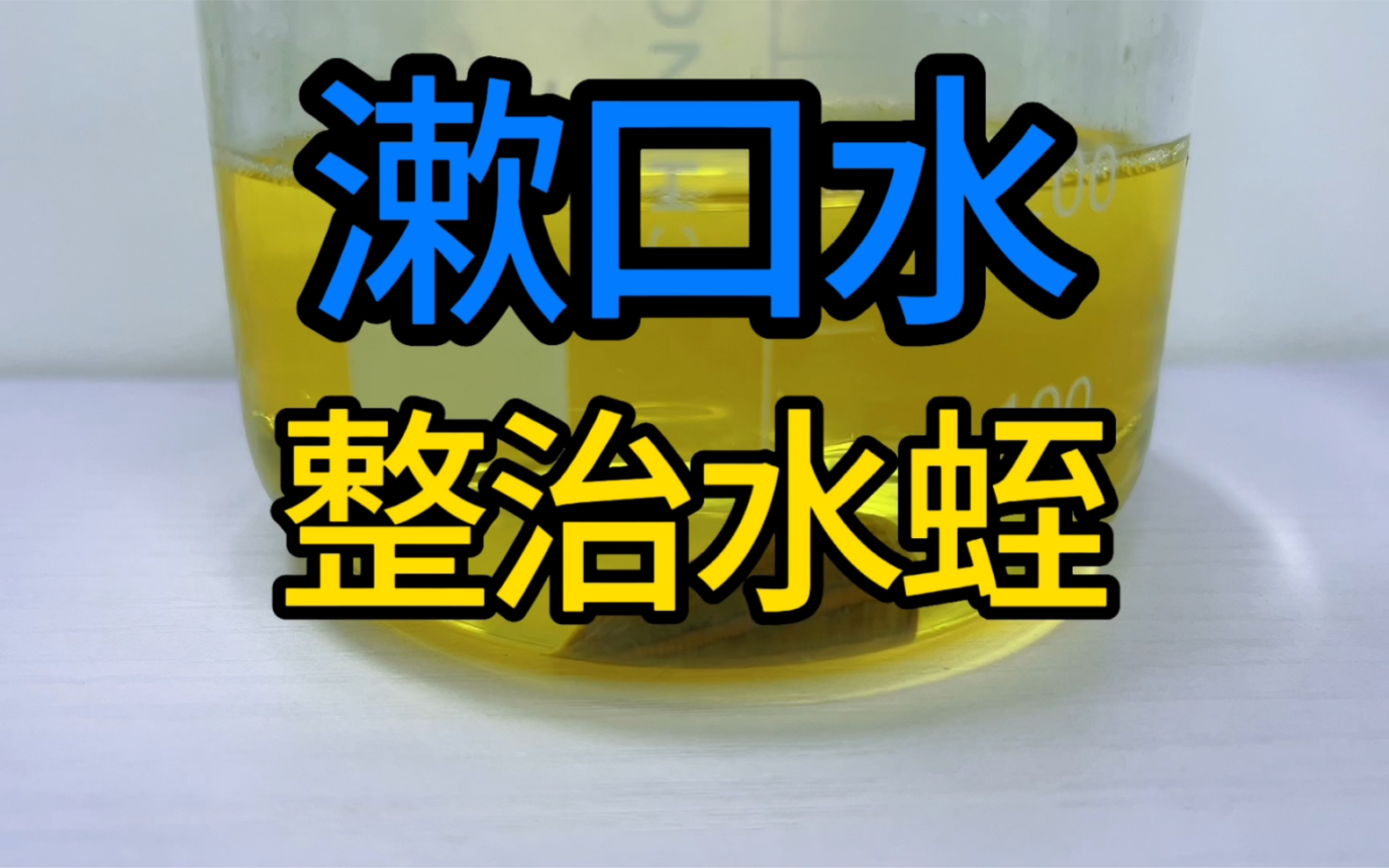 用漱口水给水蛭漱口，水蛭直呼妙手回春！ 徐公实验室a 徐公实验室a 哔哩哔哩视频