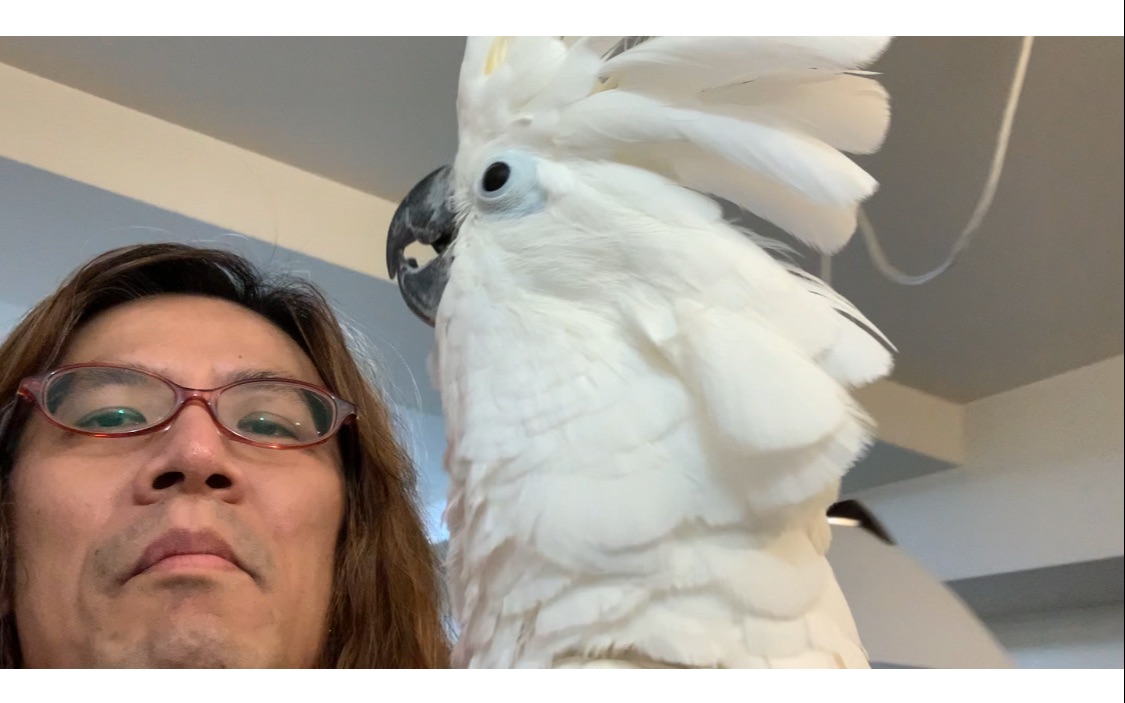 Today’s White birb🥚🥚🥚_哔哩哔哩_bilibili