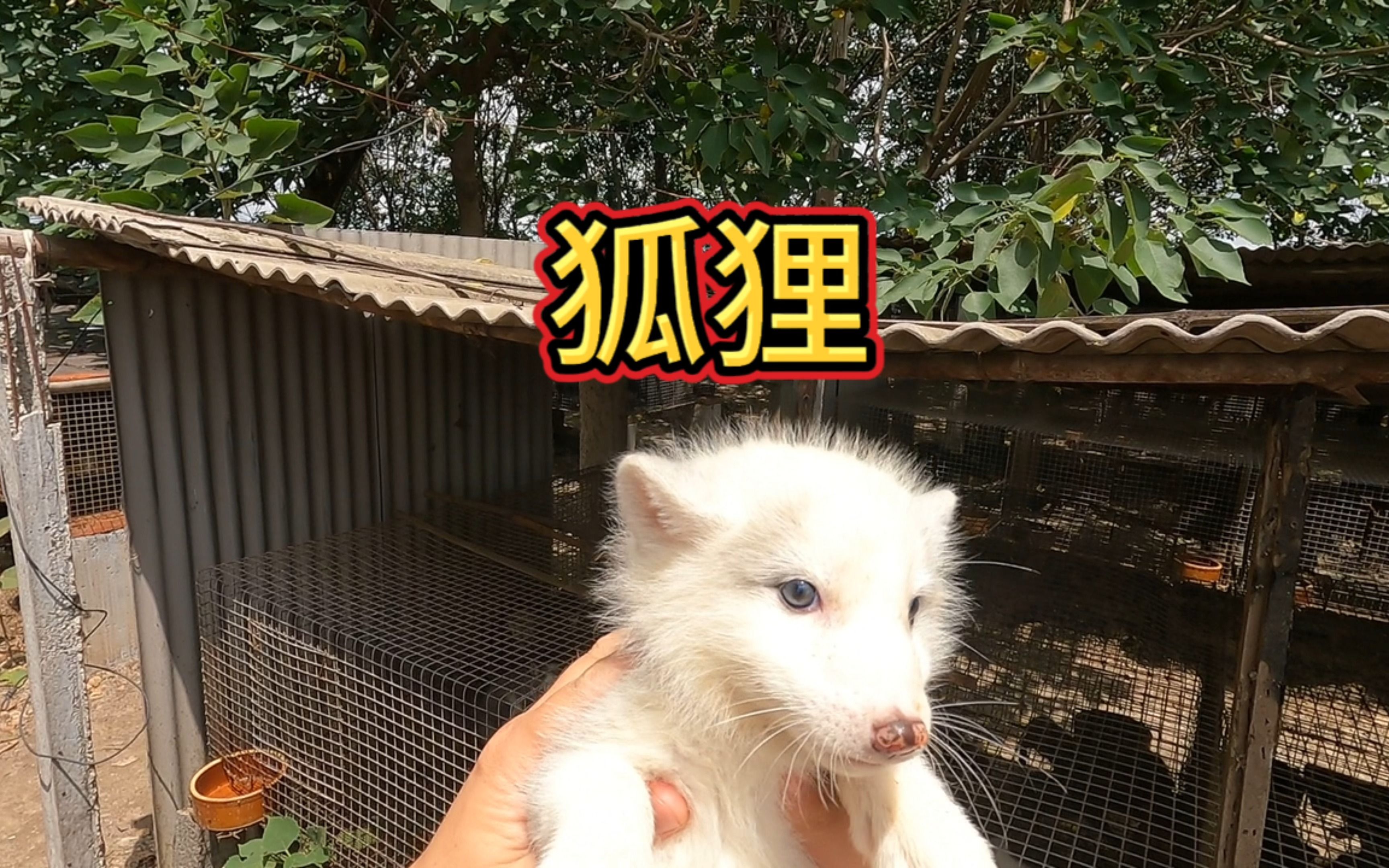 狐狸选美！喜欢哪个带走哪个！ 凯哥有点六 凯哥有点六 哔哩哔哩视频