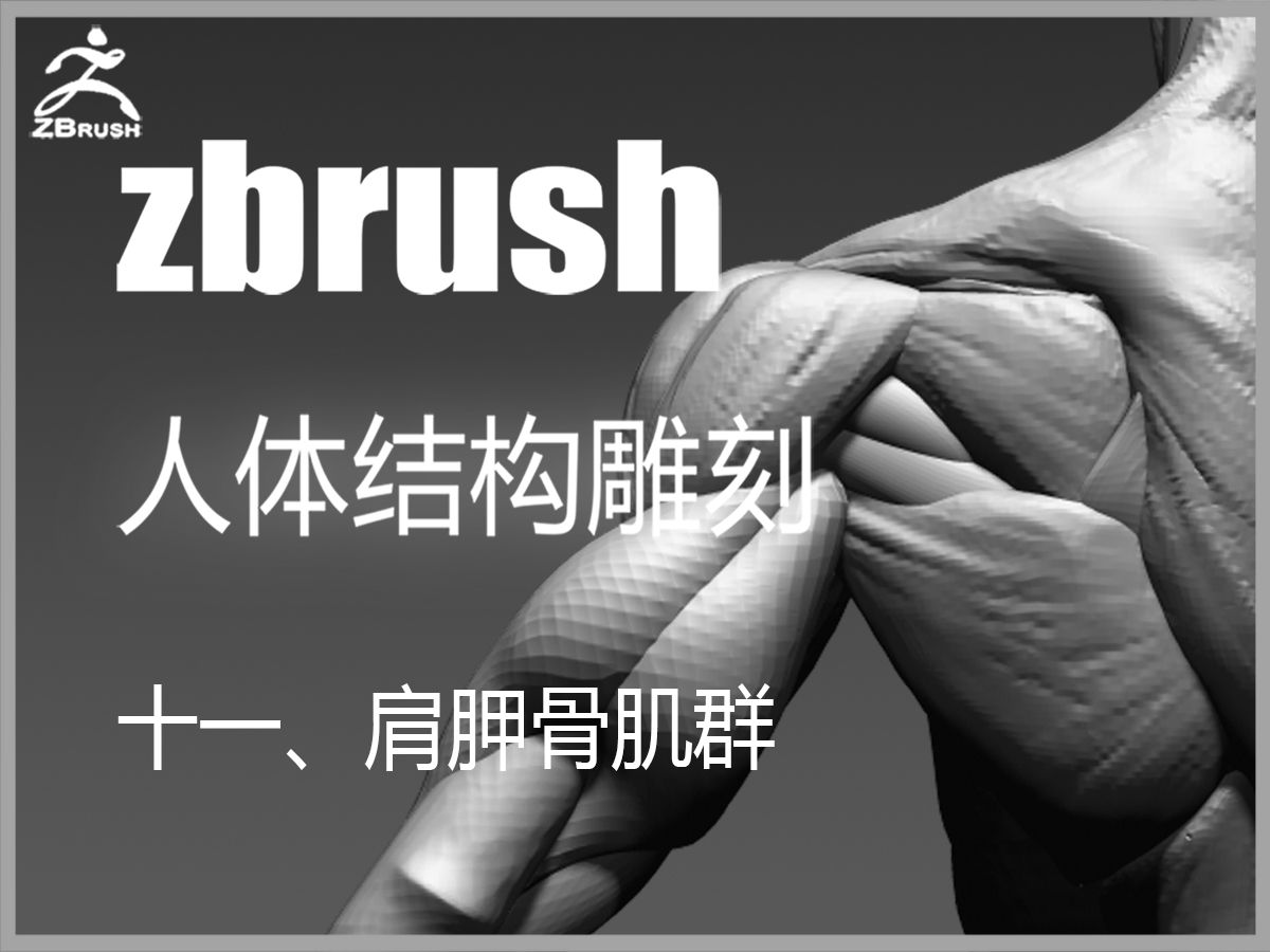 【ZBRUSH】怎么雕刻肩胛肌肉-雕刻时光198zbrush-雕刻时光198zbrush-哔哩哔哩视频