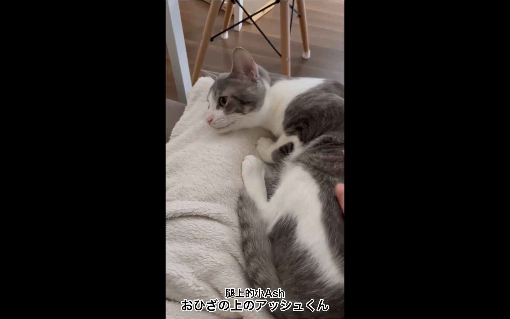 【day字幕组】腿上的小ash 不是阿酱day字幕组 不是阿酱day字幕组 哔哩哔哩视频