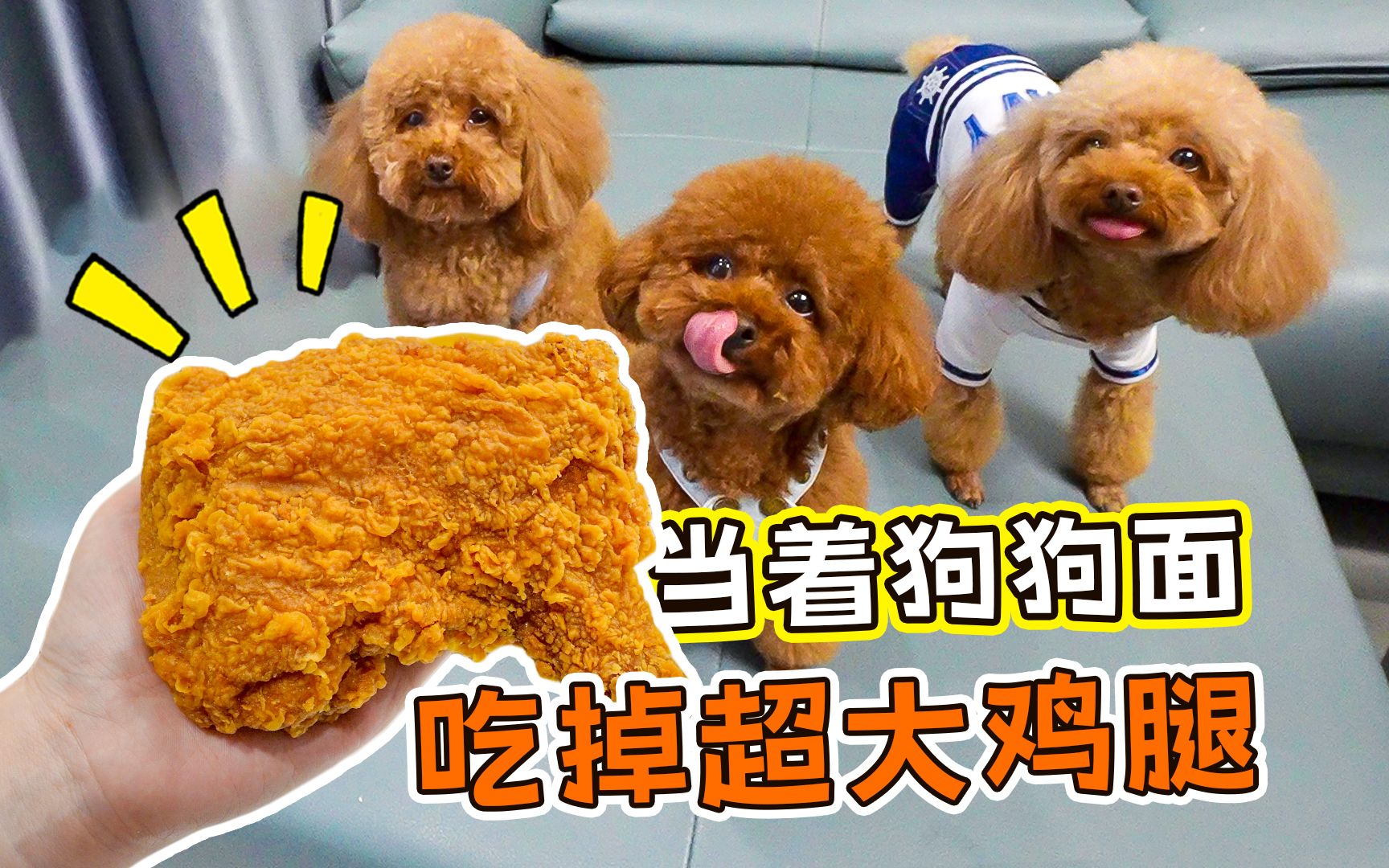 主人给狗狗吃一小口肉,自己吃掉超级大块,小泰迪有什么反应? 萌星人火龙果 萌星人火龙果 哔哩哔哩视频