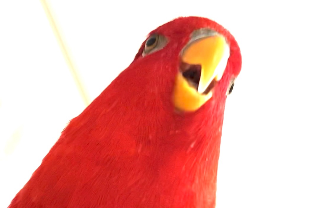 Red birb🍅Today’s wuewuewuewue!!!!!-Hideaki_Utsumi-Hideaki_Utsumi-哔哩哔哩视频