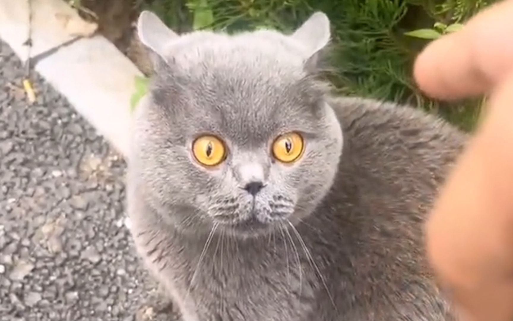 10斤的猫咪,99斤的反骨!” Pooh的小屋 Pooh的小屋 哔哩哔哩视频
