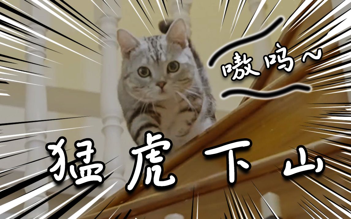 我家猫居然开口说话了! 王师傅和小毛毛 王师傅和小毛毛 哔哩哔哩视频