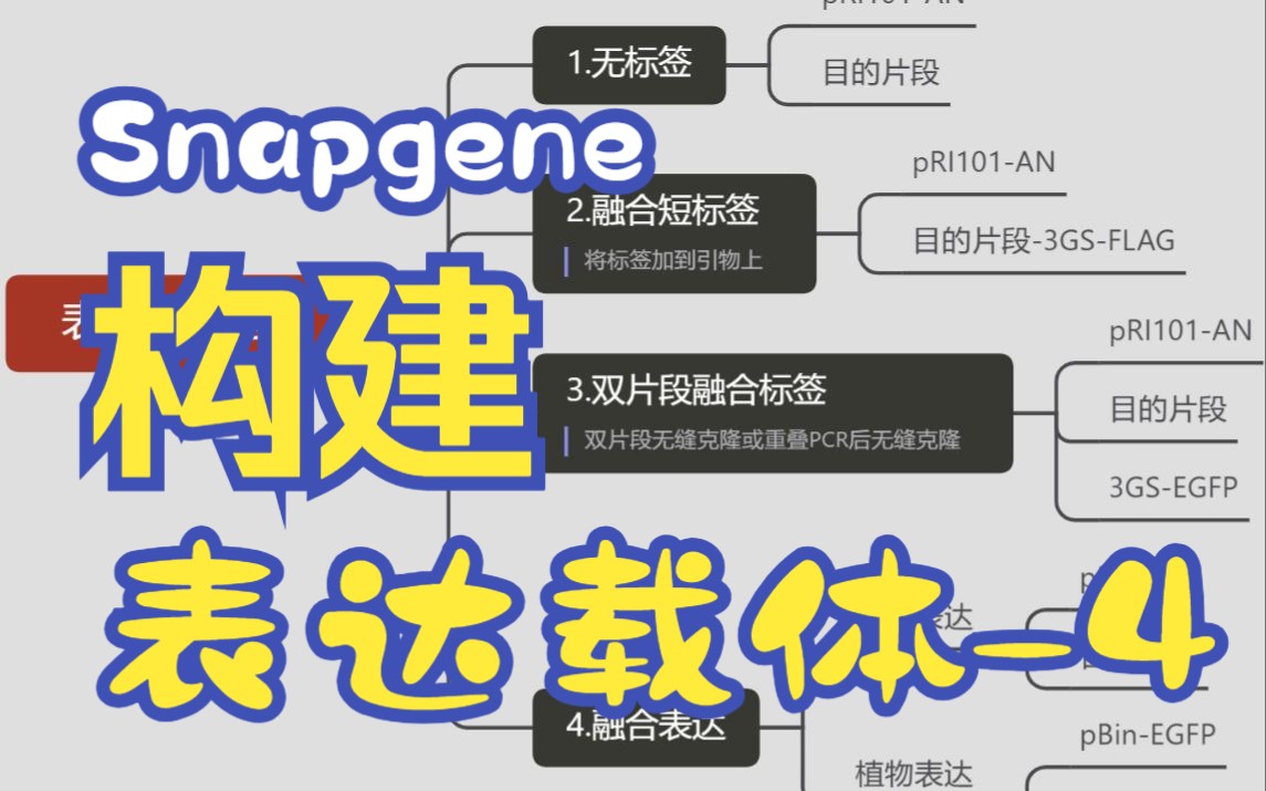 #Snapgene载体构建-4#基础融合表达载体构建-无Ct和没条带-无Ct和没条带-哔哩哔哩视频