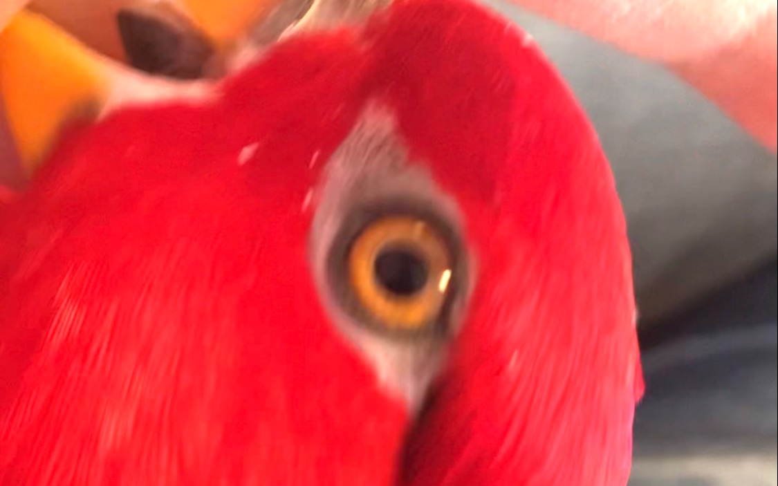 Red birb🍅Today’s wuewuewuewue!!!-Hideaki_Utsumi-Hideaki_Utsumi-哔哩哔哩视频