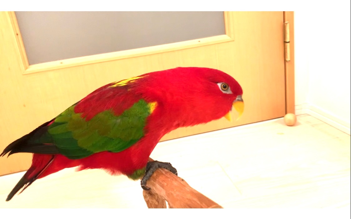 Red birb🍅Ohayo bowling-Hideaki_Utsumi-Hideaki_Utsumi-哔哩哔哩视频