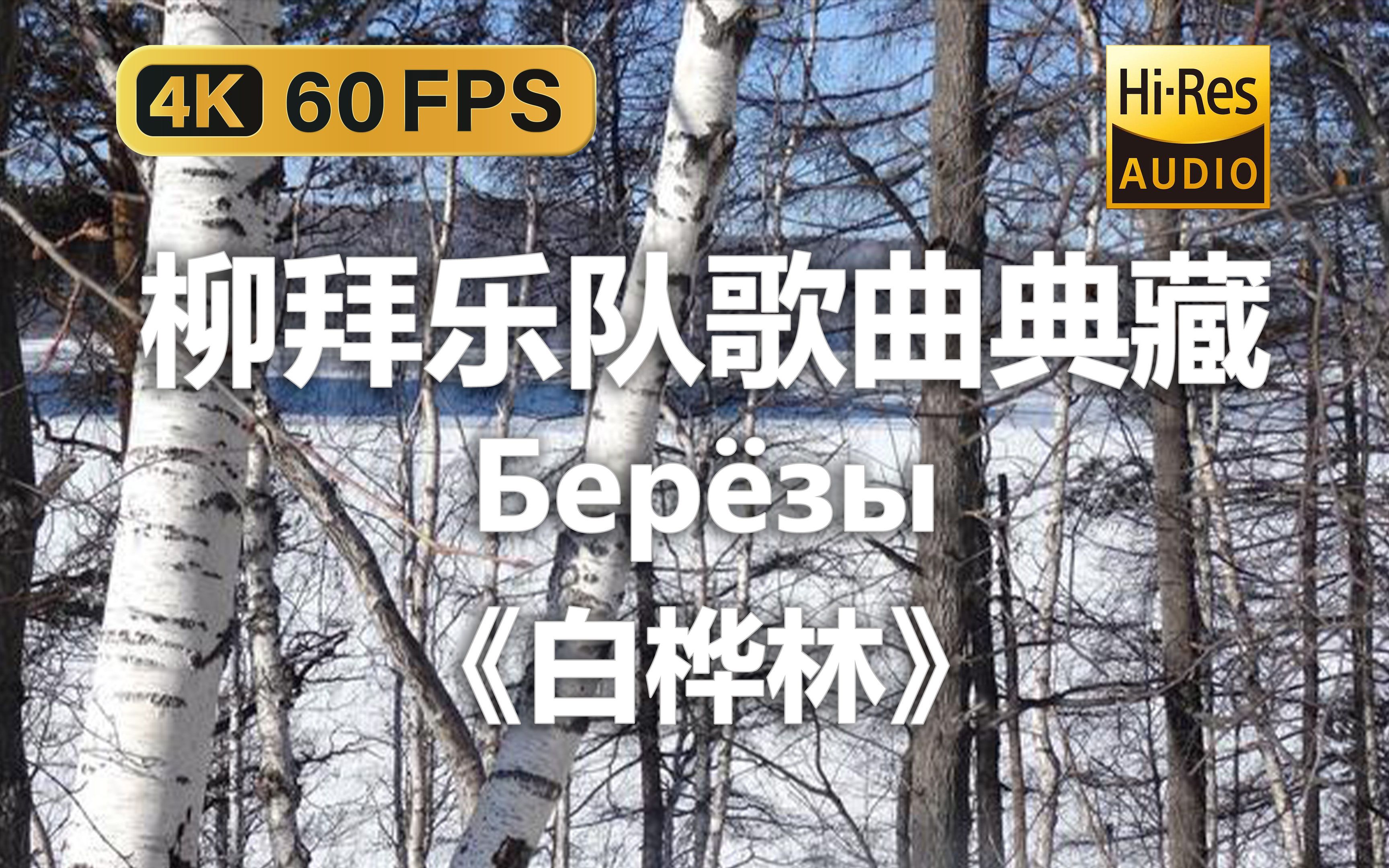 【4K Hi-Res 黑胶试听】白桦林 Берёзы 柳拜乐队歌曲典藏-徐久年-柳拜-哔哩哔哩视频