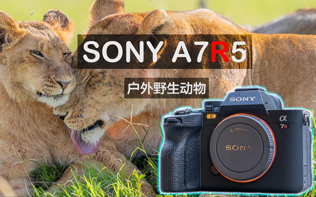 索尼A7R5｜恶劣环境中长时间高强度实战｜聊聊缺点与优点-自然摄影师雷雨-自然摄影师雷雨-哔哩哔哩视频